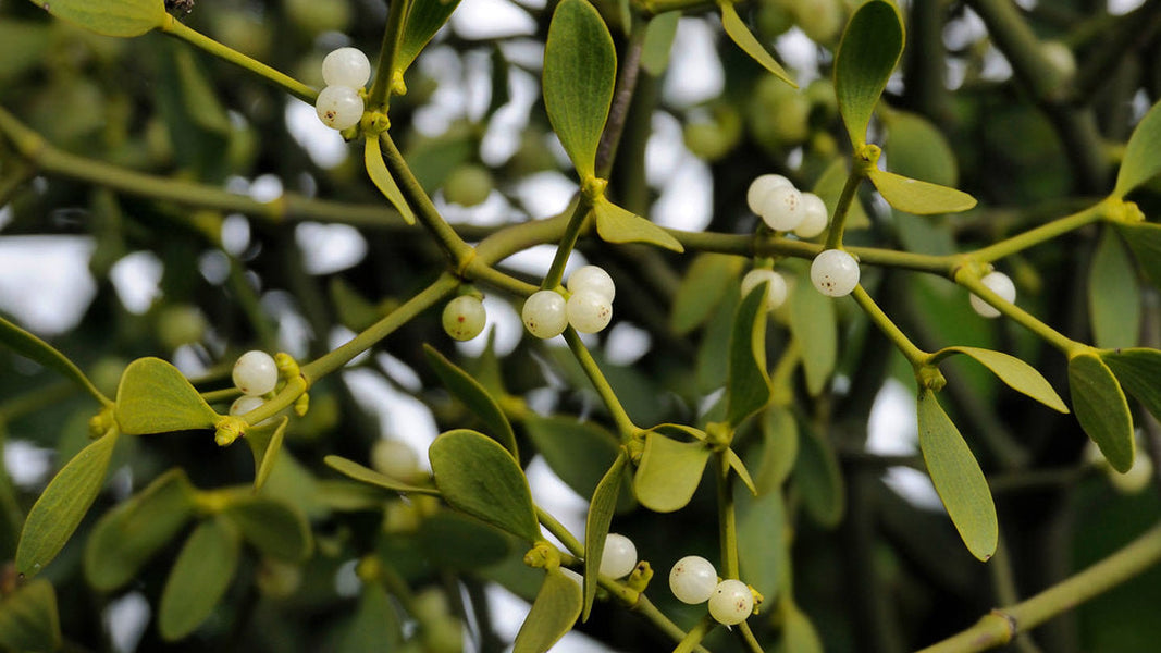 The Festive Tale of Mistletoe for the Season 🎄 — MowDirect